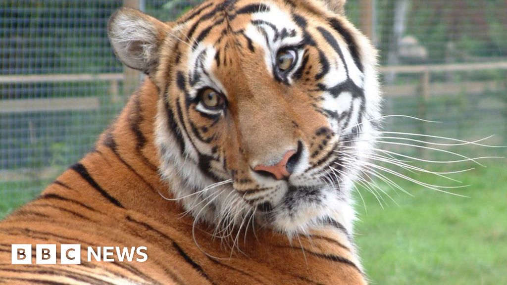 Shepreth Wildlife Park tiger Amba, 20, put down - BBC News