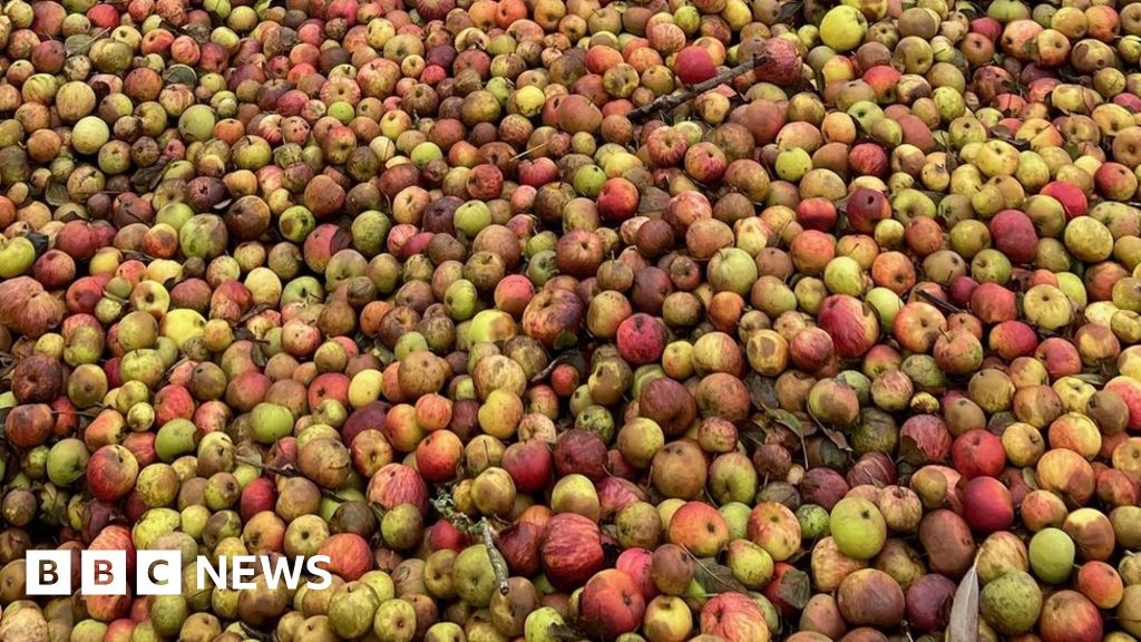 Somerset: Tonnes of apples wash up after Storm Ciarán - BBC News