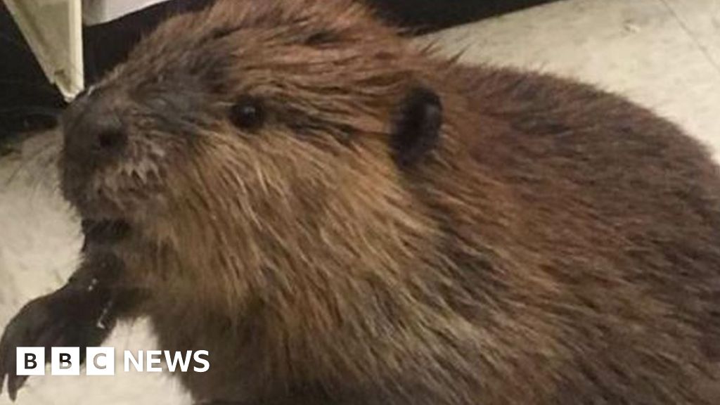 Beaver rifles through Christmas decorations at a dollar store in ...