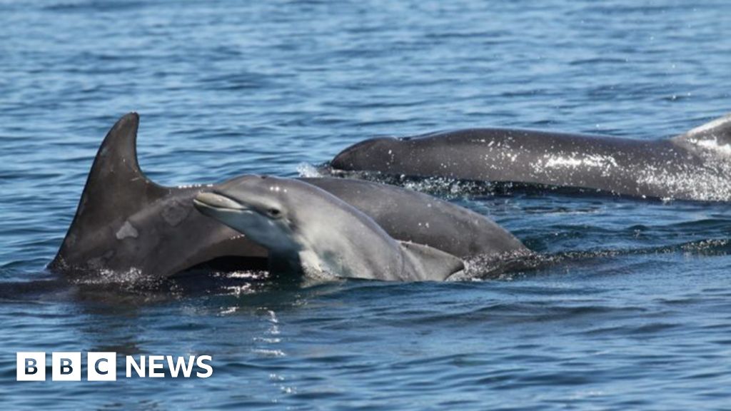 Public to help scientists ID Yorkshire bottlenose dolphins