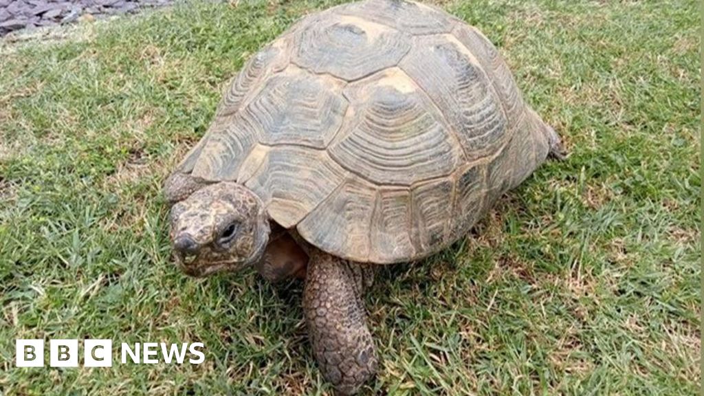 'Male' tortoise lays eggs leaving owners in shock after 40 years