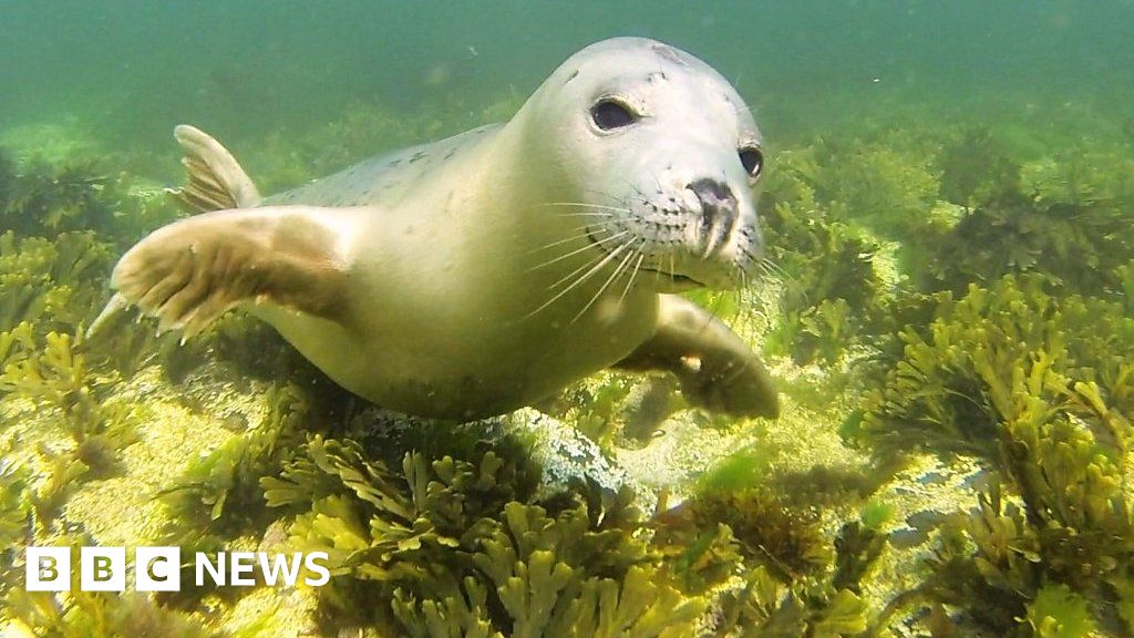 The secret world of seals - BBC News