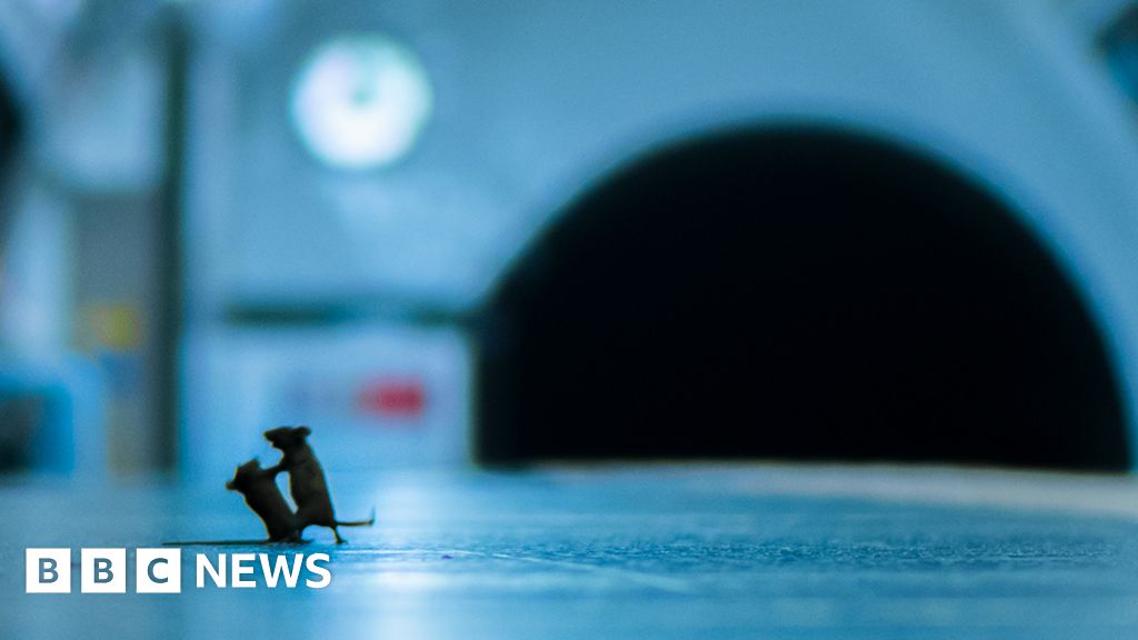 Wildlife photos: Squabbling mice top 'people's poll' award