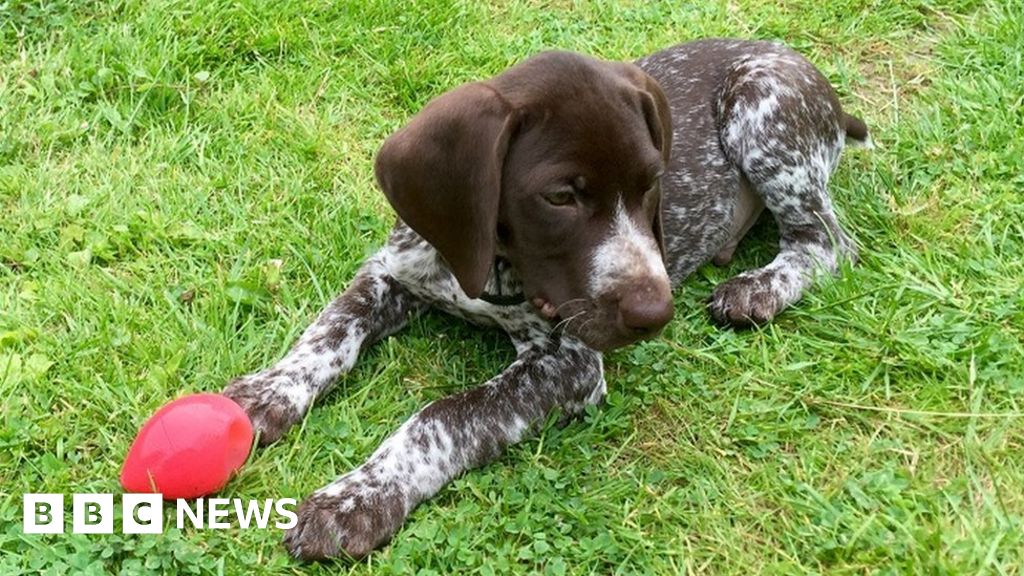Police puppy named after dead bomb disposal expert - BBC News