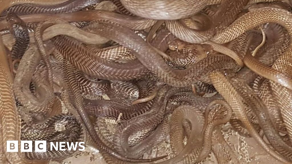 Indian police in Pune hold 'snake venom smugglers' - BBC News