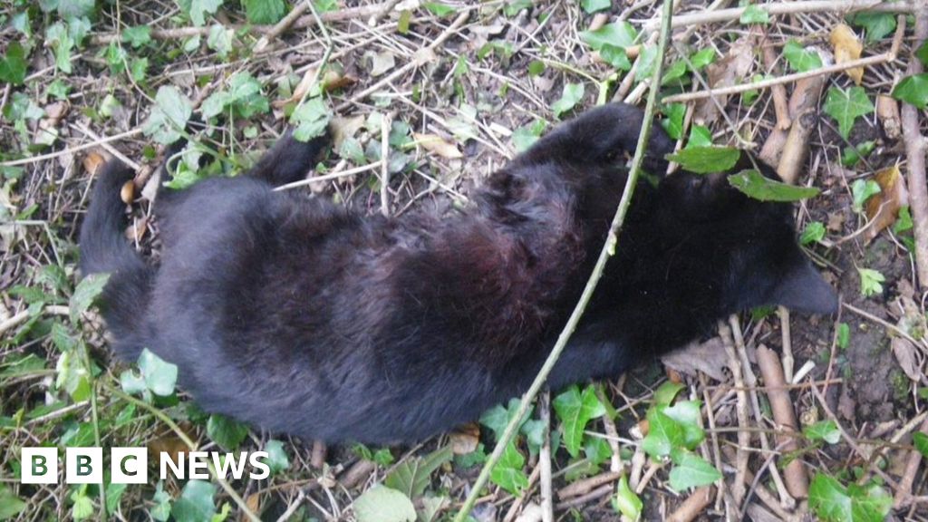 Cat dies in Middlesbrough after 'man set dog on it' - BBC News