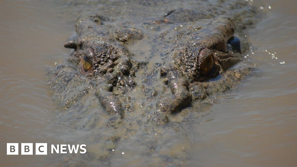 Man killed by crocodile in Australia's Northern Territory - BBC News
