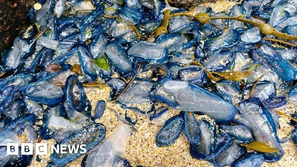 Mass stranding of sea creatures in Cornwall - BBC News