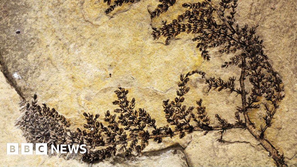 Ancient underwater plant 'could be world's first flower' - BBC News