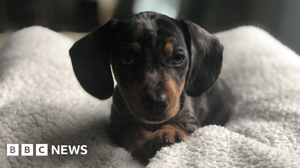 Ely couple raises awareness of buying dogs online