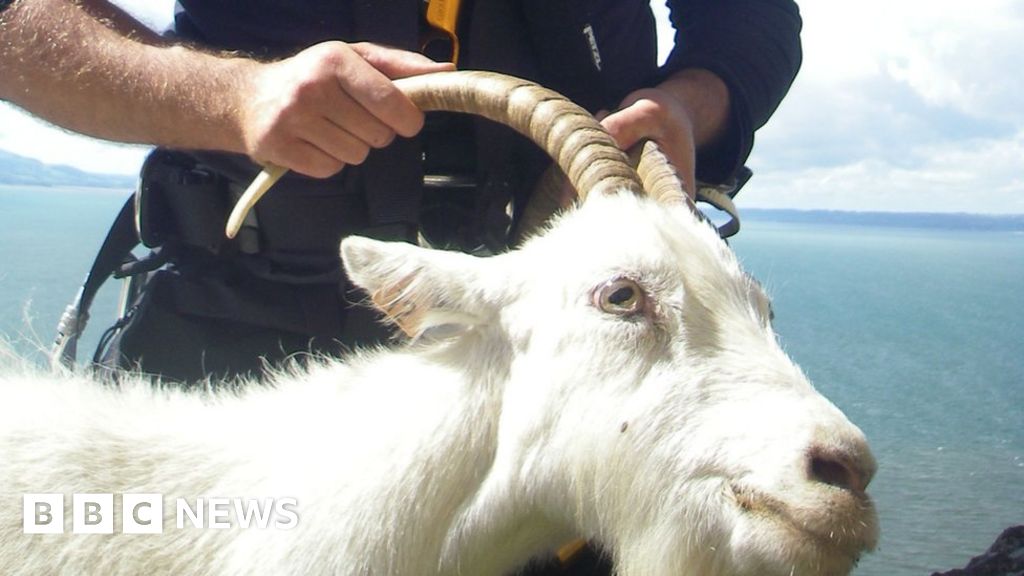 Trapped goat rescued from Llandudno cliff ledge - BBC News