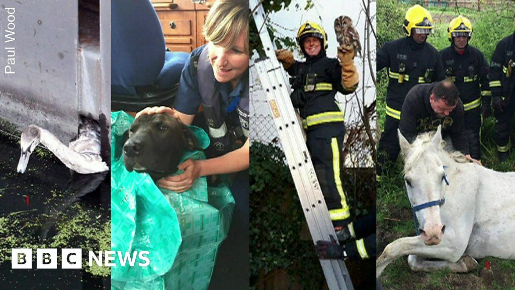 London Fire Brigade rescue more than 500 animals in a year - BBC News