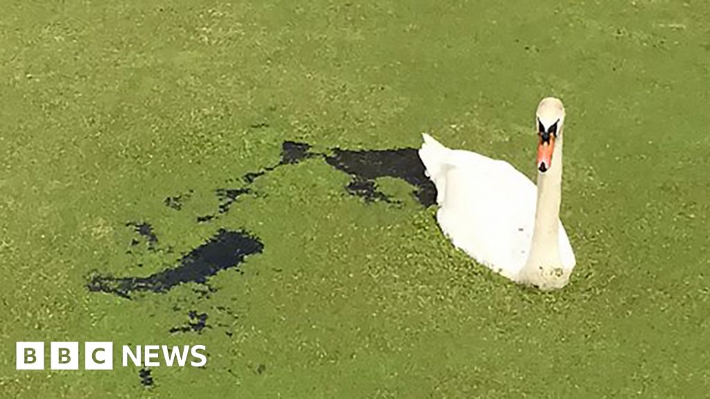 Swans rescued from Northampton sewage treatment works