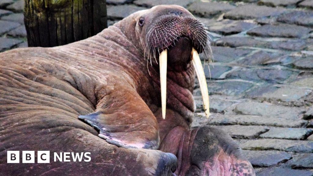 Scarborough: Thor the walrus sparks global interest in town's school - BBC News