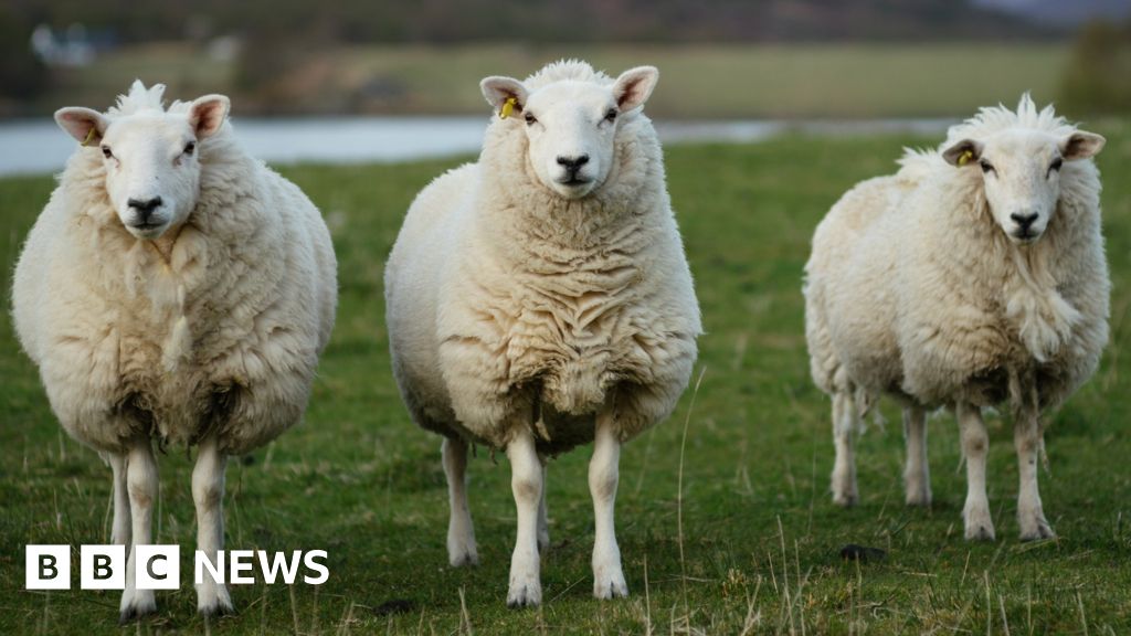 Dog off lead chases sheep into path of van - BBC News