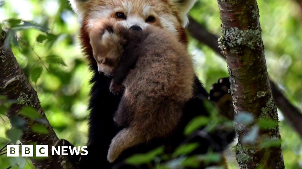 Meet Scotland's new wee red pandas - BBC News