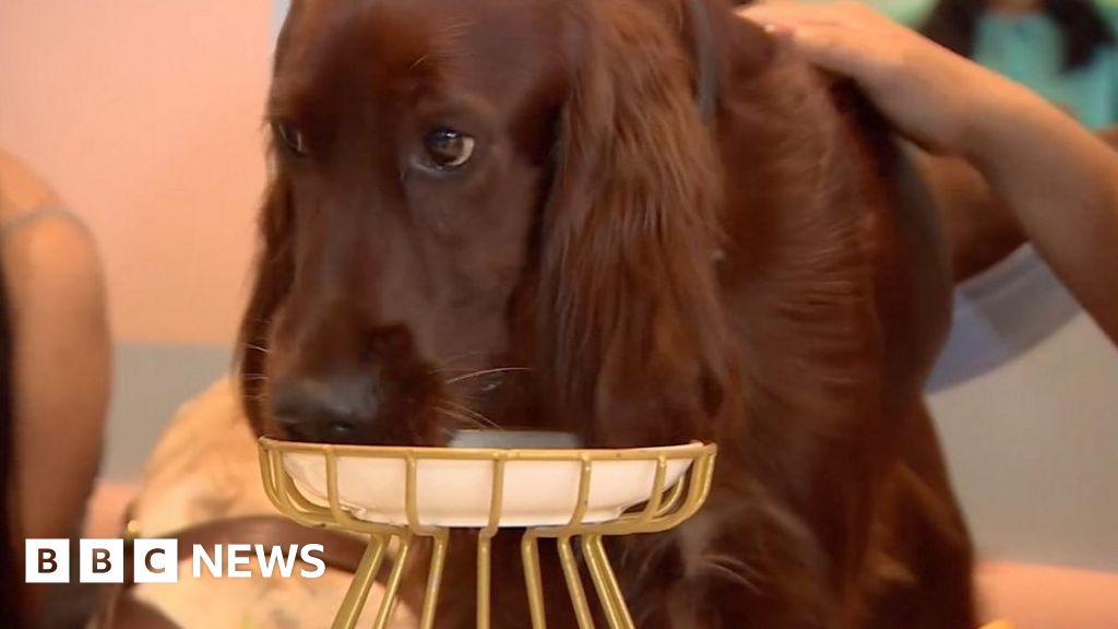A dog's dinner? The cafe where you and your pet can share a meal - BBC News
