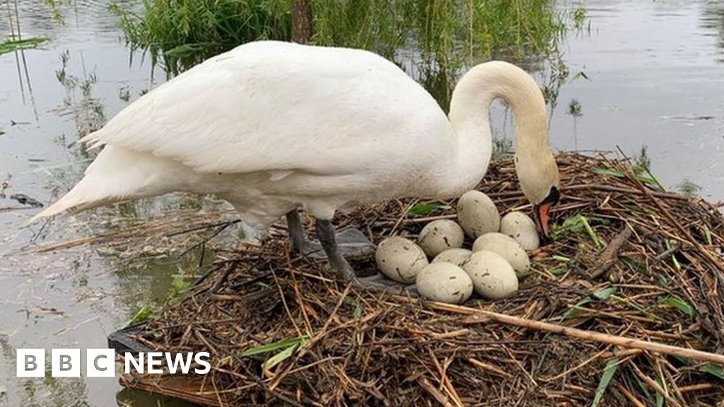 St Ives: Man builds raft to save 'unluckiest' swan and eggs