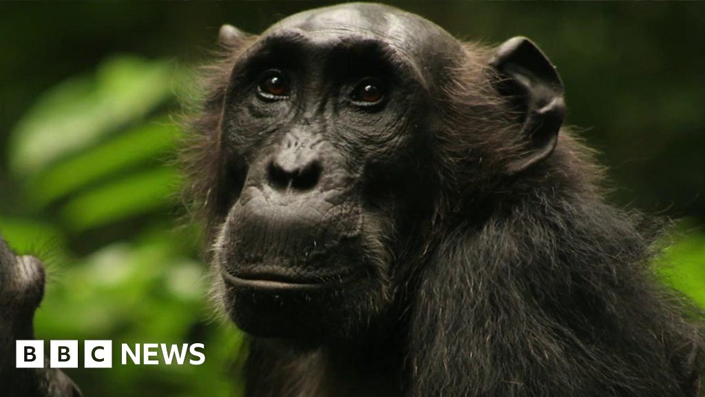 How the presence of humans can affect chimp hunting habits