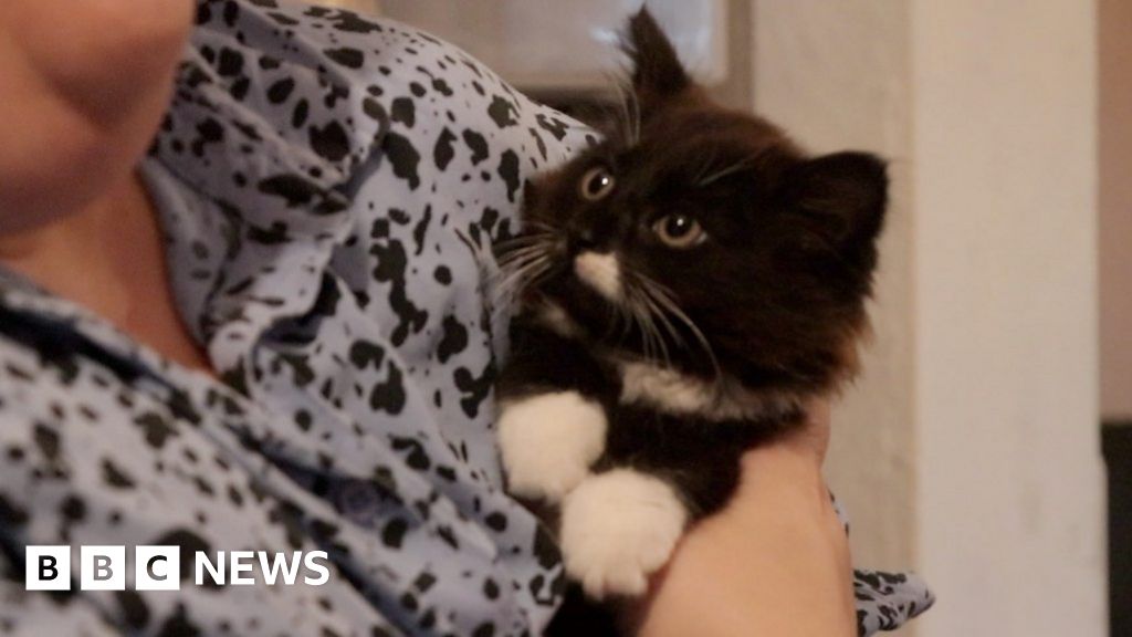 Alnwick volunteers rescuing and rehoming stray cats - BBC News