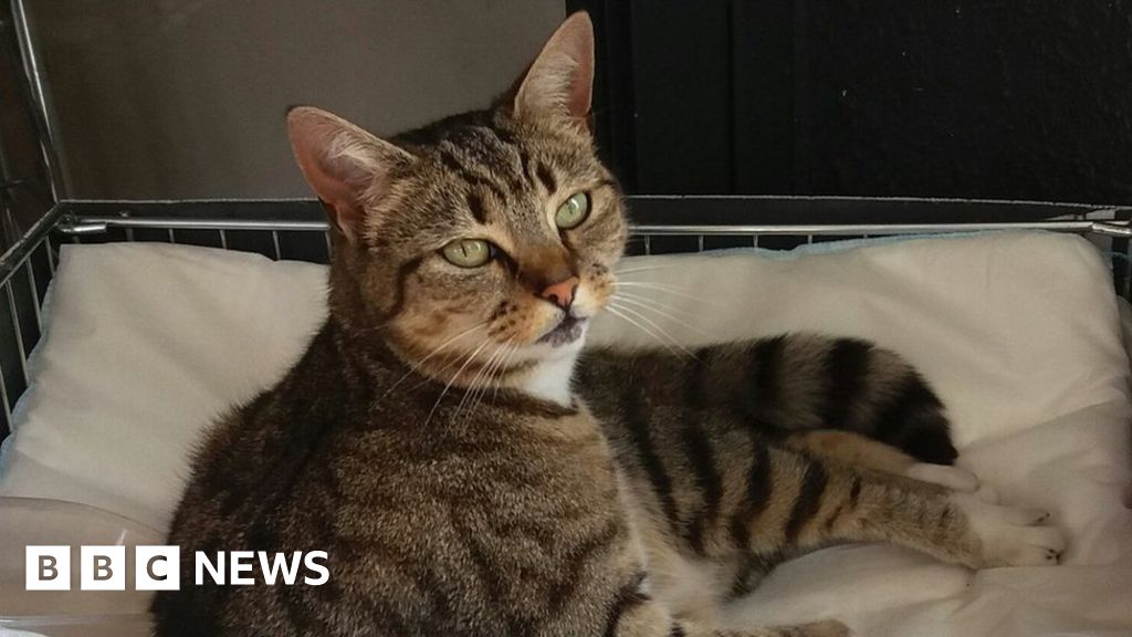 Netherfield Co-op cat 'tricks' shoppers to get more food - BBC News
