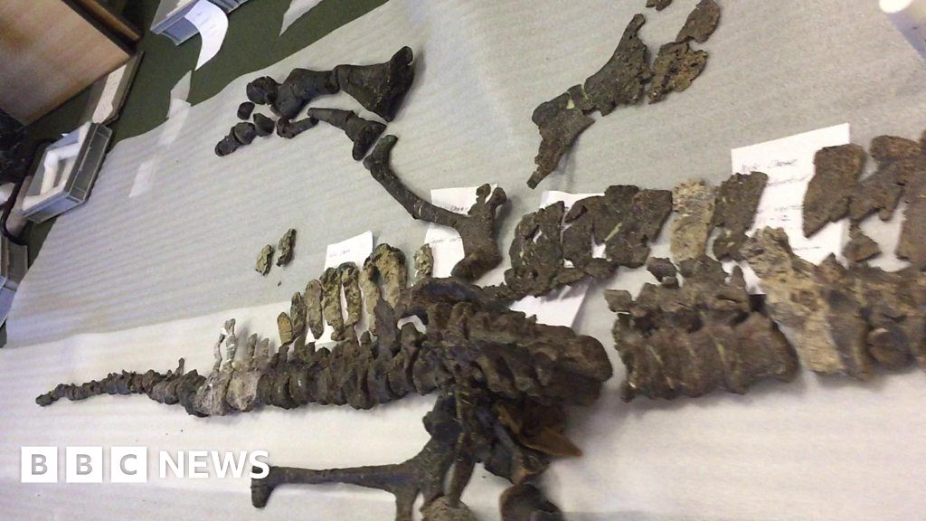 Isle of Wight fossilised dinosaur skeleton assembled - BBC News