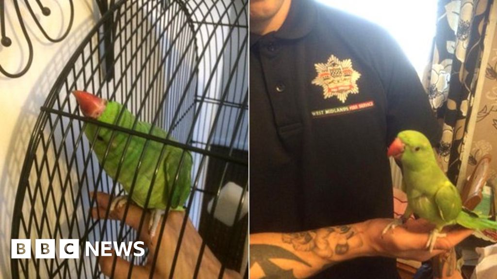 Oldbury firefighter frees stuck parrot from cage - BBC News