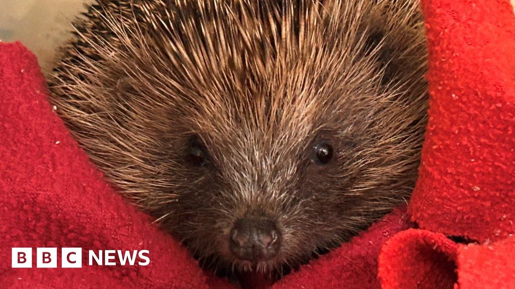 Brockworth Hedgehog Rescue appeals for volunteers