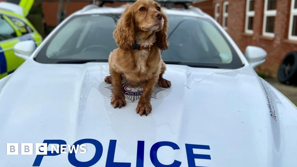 The Northamptonshire police dog who finds mobile phones - BBC News
