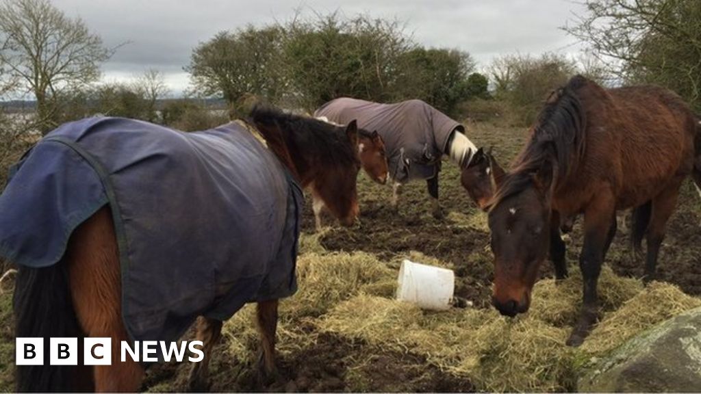 Mission to save stranded horses on island on Lough Beg - BBC News