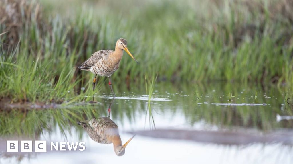 National parks 'need better management' to help wildlife - BBC News