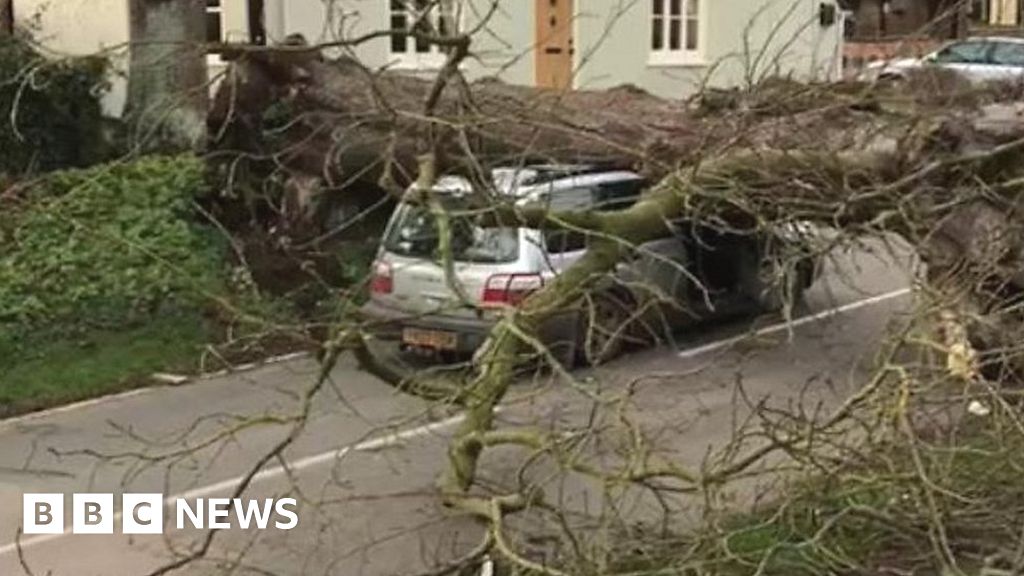 Storm Doris: Tree crush driver in miraculous escape - BBC News