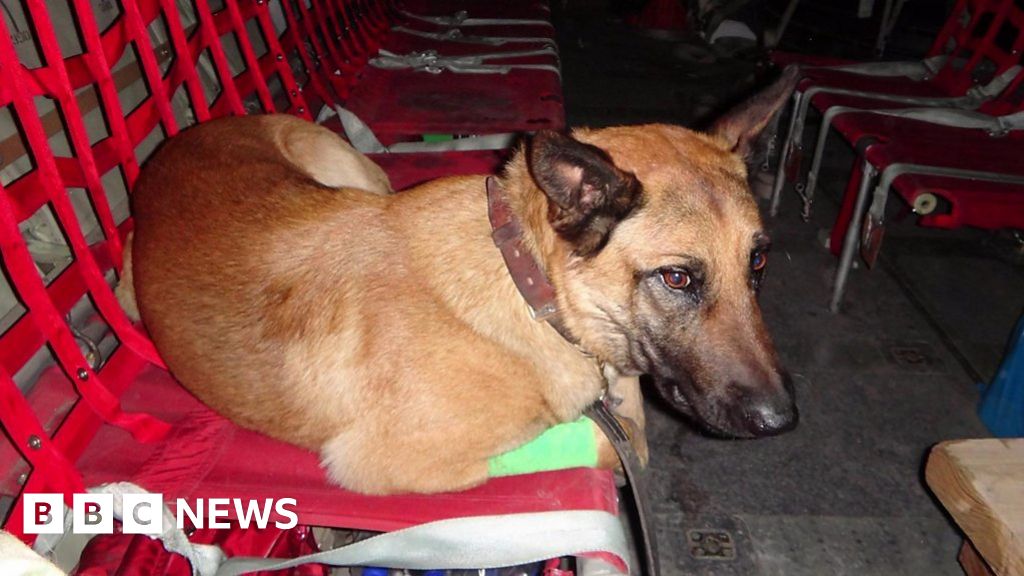 How Mali the military dog saved lives in Afghanistan - BBC News