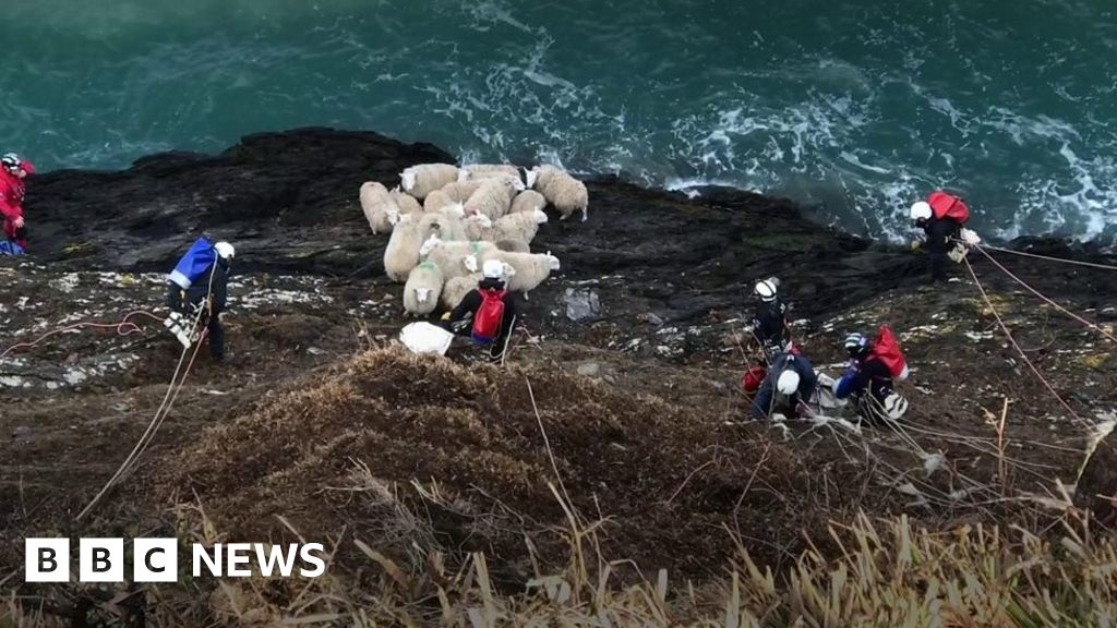 Sixty-five sheep rescued from Pembrokeshire cliffs - BBC News
