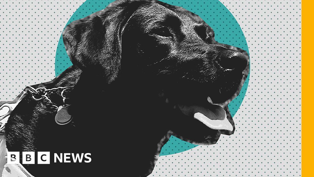The guide dog banned from shops - BBC News