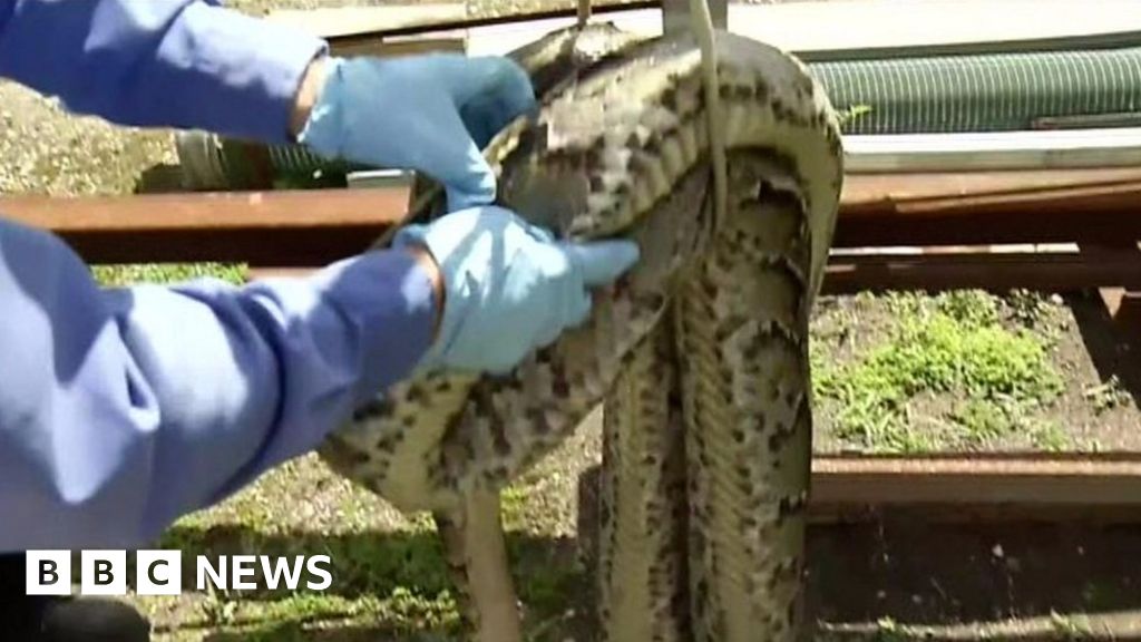 Snake hunter bags 14ft python in mass cull - BBC News