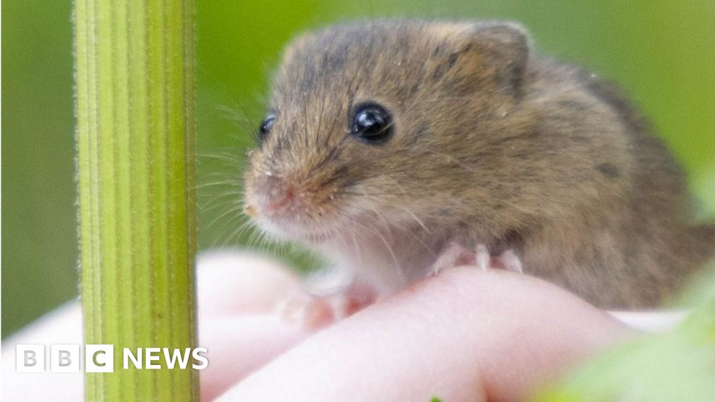 Perivale Wood: Harvest mice reintroduced after 45 years - BBC News