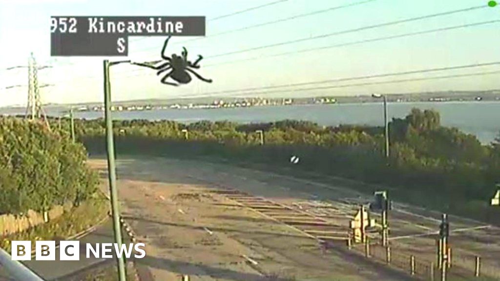 A giant spider has invaded Fife...or so it seems - BBC News