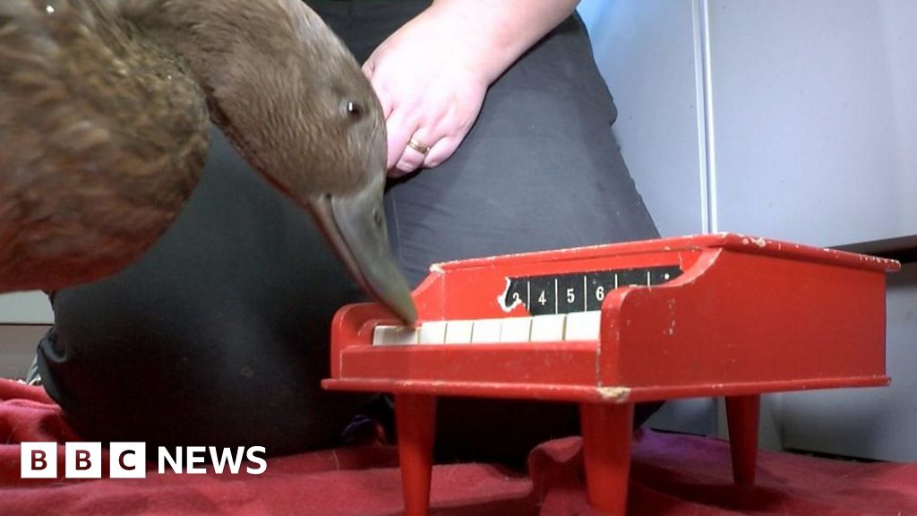 Echo the piano playing duck with a 30-trick repertoire - BBC News