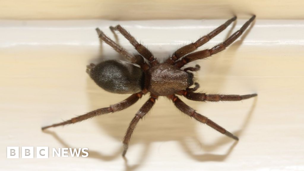 Police in Sydney called after man chasing spider mistaken for domestic ...