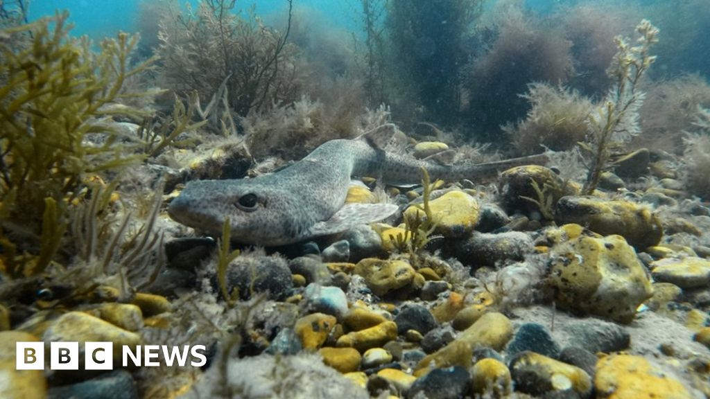 Sussex diver showcases films of unexpected sea life on home shores ...