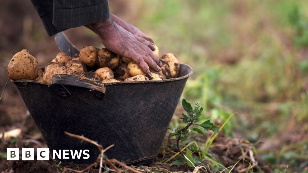Potatoes, not pot for Vanuatu islanders - BBC News
