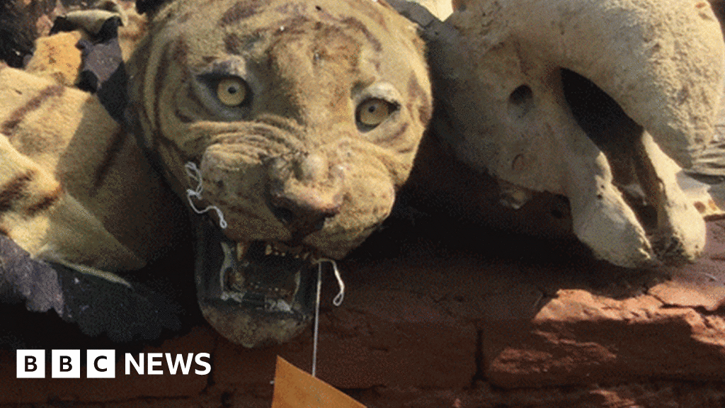 Stockpiles of dead tiger and rhino body parts go up in smoke in Nepal ...