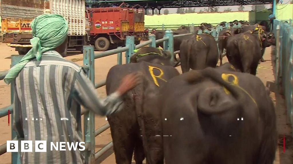 Uttar Pradesh: The Indian state running out of meat - BBC News