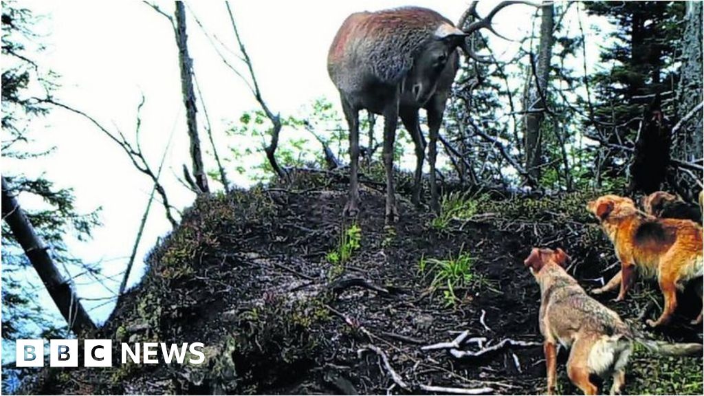 Attack dogs in the wild?