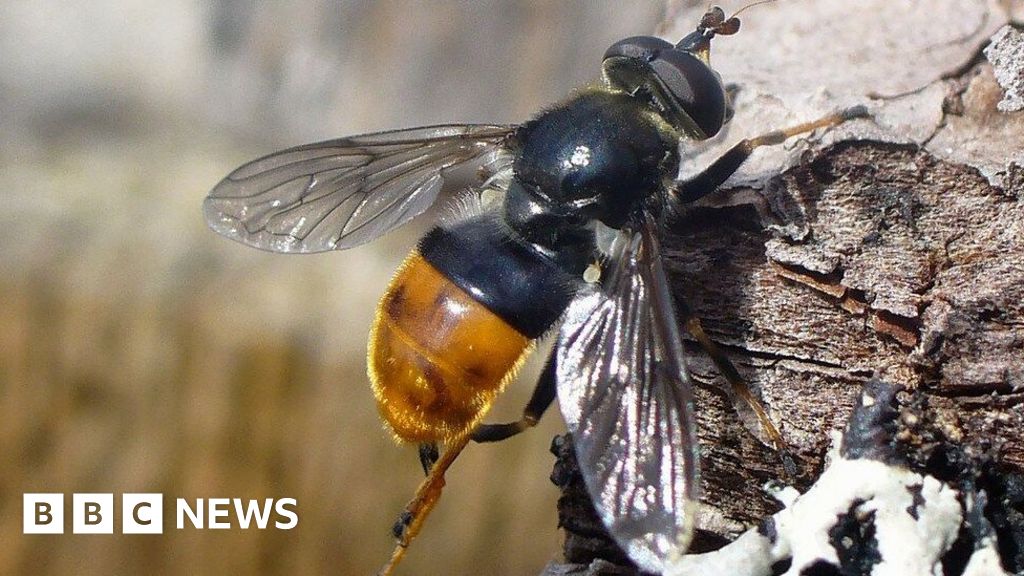 Hopes for record breeding season of rare hoverfly