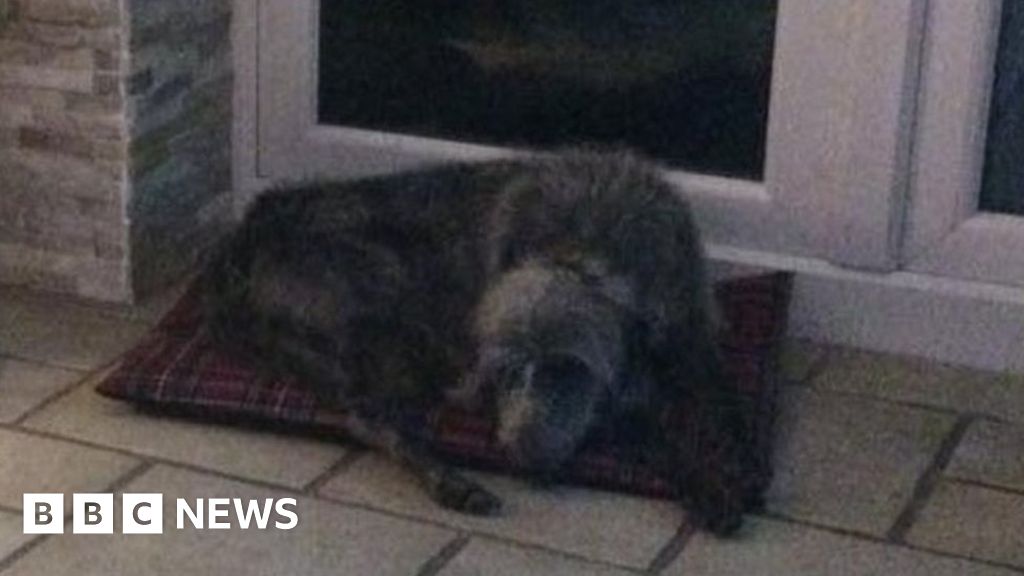 Dog missing for five years found 200 miles from home - BBC News