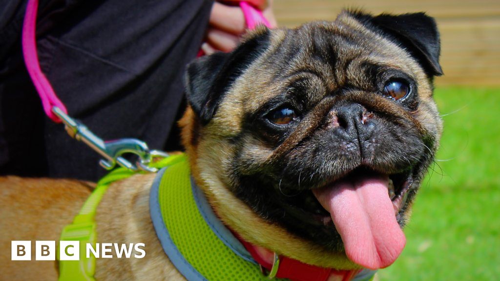 Woman donates £1,500 to help breathless pug - BBC News