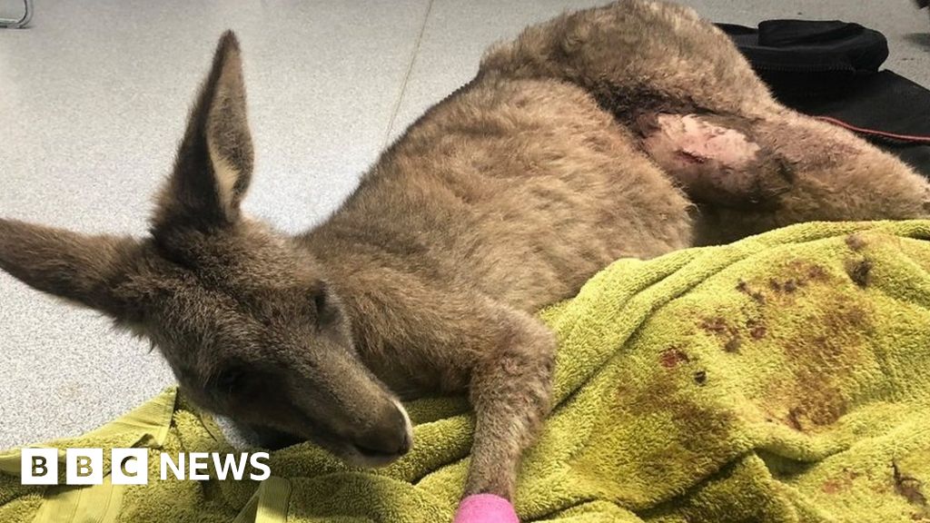 'Panicked' kangaroo smashes way into Australian home - BBC News