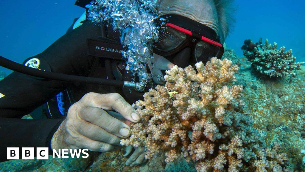 The 'Godfather of Coral' who's still diving at 72 - BBC News